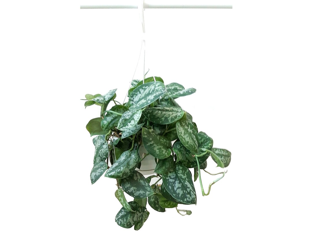 Satin Pothos, Scindapsus Pictus ‘argyraeus’ – Vining Plants ...