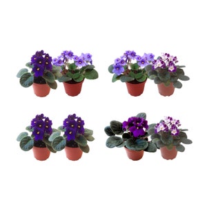 African Violet Plant - Etsy