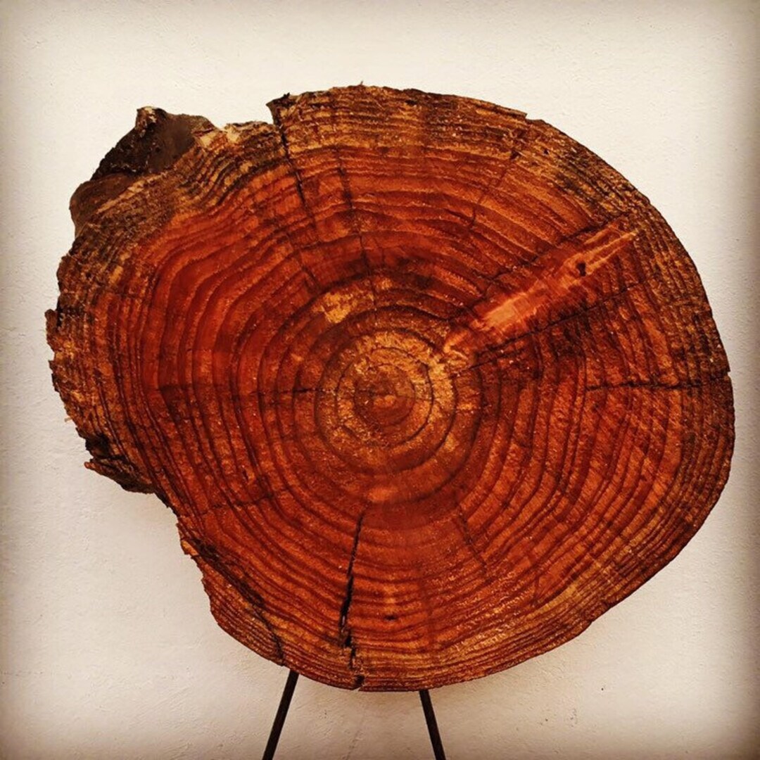 Wooden Sculpture Made of Cypress Tree Disc - Etsy