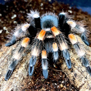 Spider Soil, Tarantula Substrate PREMIUM GRADE Great for Any Type of ...