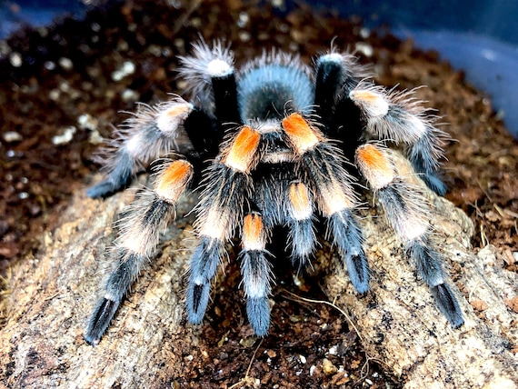 Tarantula Beet Mens Phoneutria Nigriventer Wikipedia