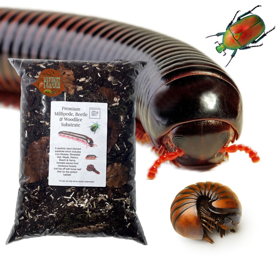 Millipede Beetle Isopod & Woodlice Substrate | 100% Natural Forest ...