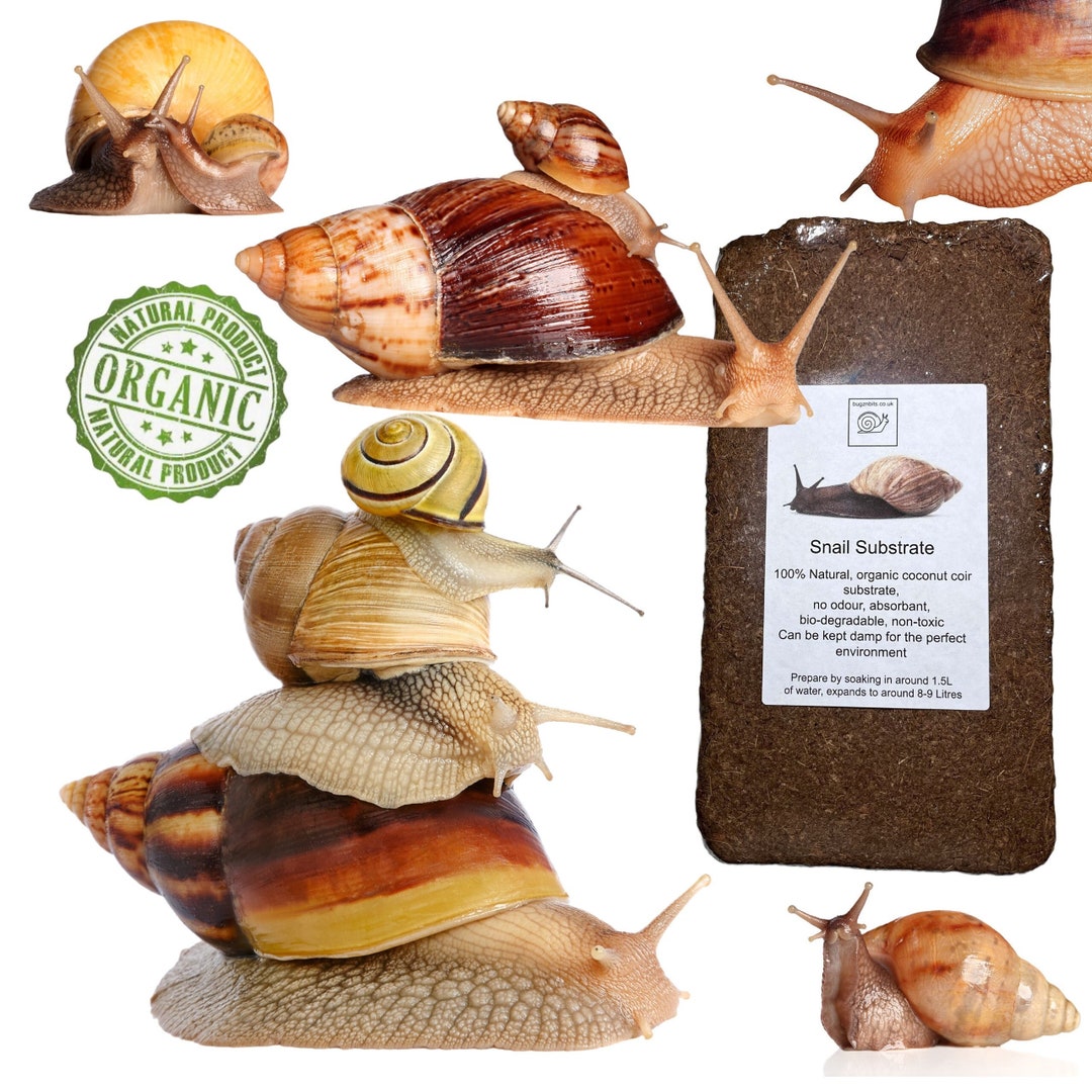Giant African Land Snail Soil, Giant African Land Snail Substrate, 100% ...