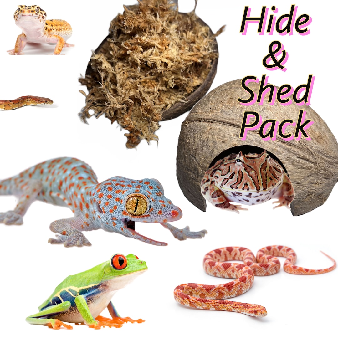Hide and Shed Pack, Great for Small Snakes and Lizards Like Geckos and ...