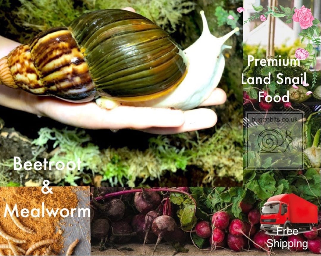 Giant African Land Snail Food, Snail Mix, Beetroot & Mealworm 100g ...