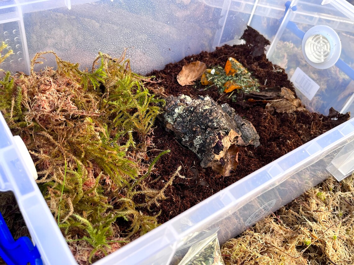 Land Snail Kit Ideal for Garden Snails - Etsy