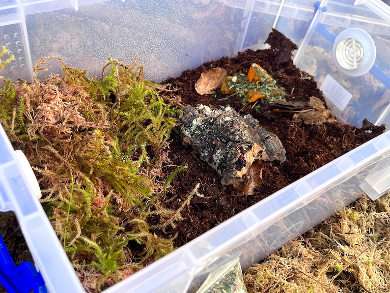 Land Snail Kit Ideal for Garden Snails - Etsy