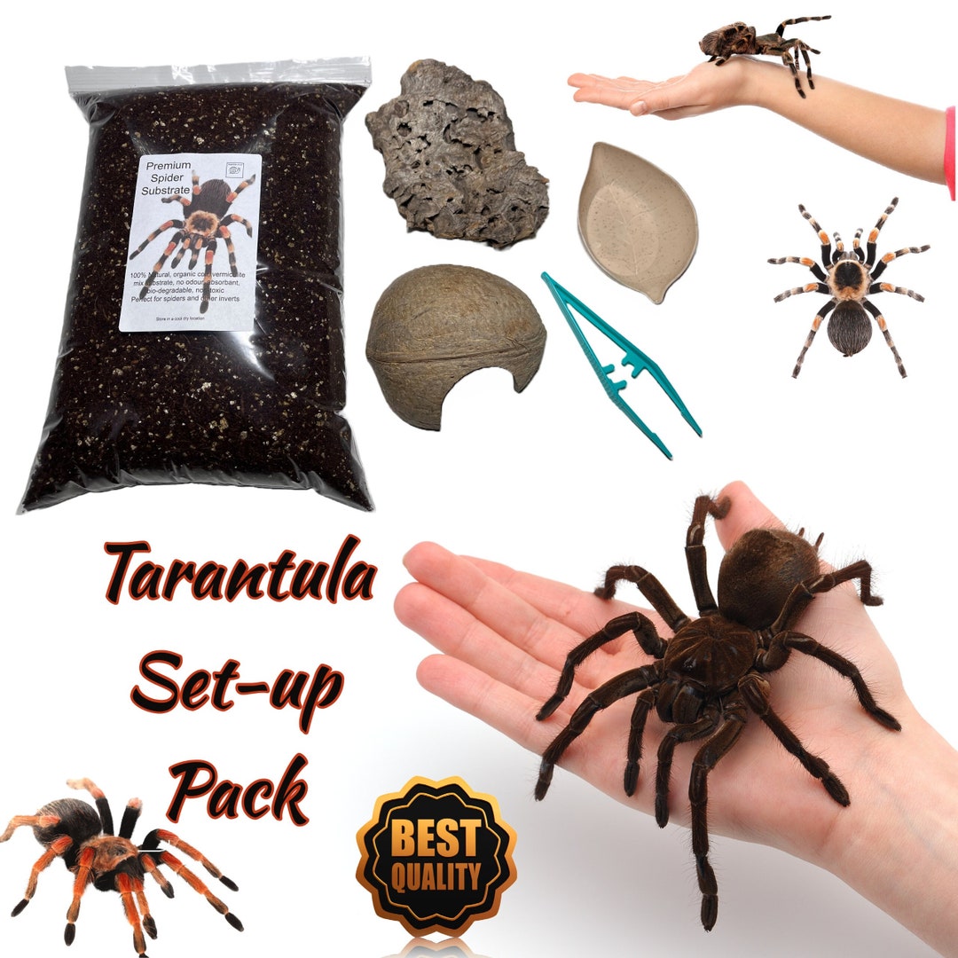 Tarantula, Spider Home Set up Pack, Great Bundle of Essential Items ...