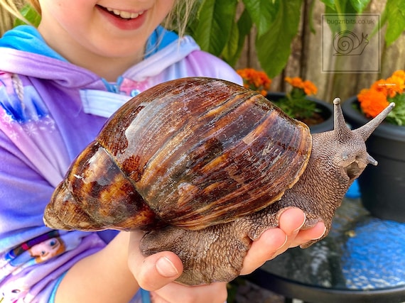 Giant African Snail Pet