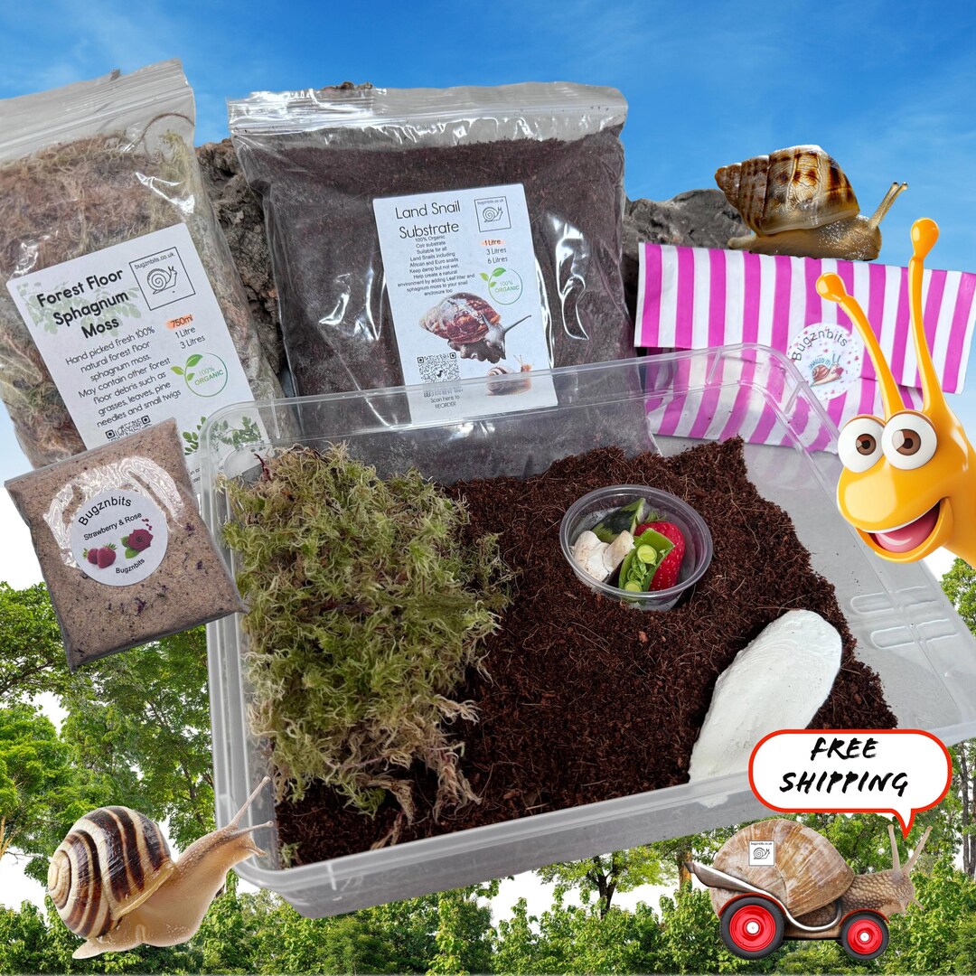 Land Snail Starter Kit for Giant African Land Snails and UK Garden ...