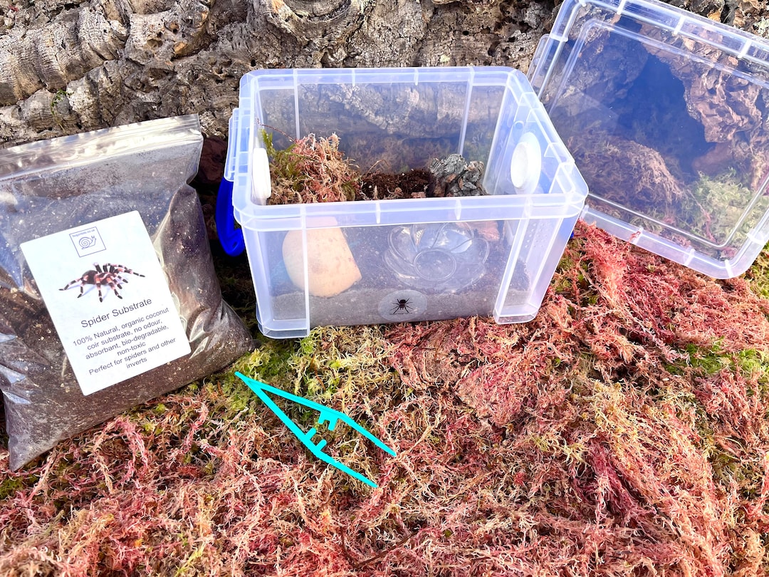 Mini Spider Vivarium With Contents, Great Rearing Enclosure, 31 RUB Kit ...
