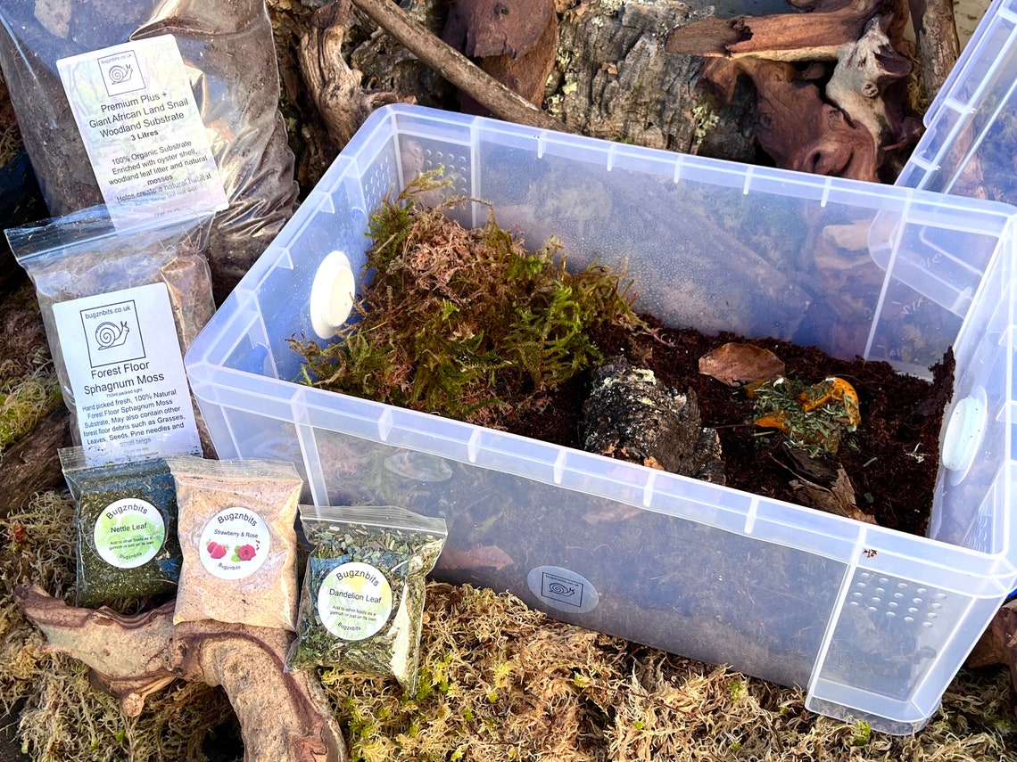 Land Snail Kit Ideal for Garden Snails - Etsy