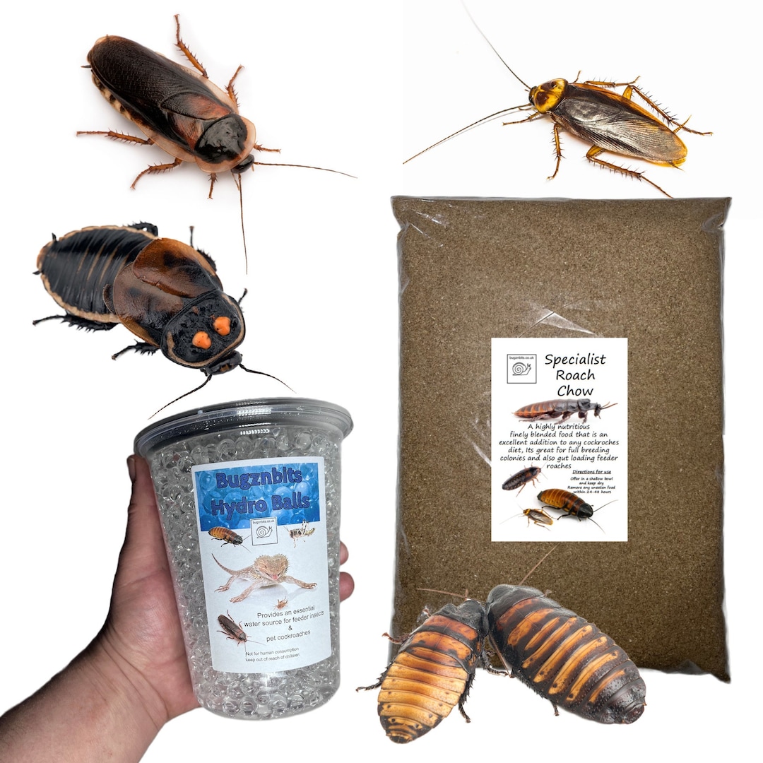 Specialist Roach Feed & Hydration Pack , Dubia Cockroach, Madagascar ...