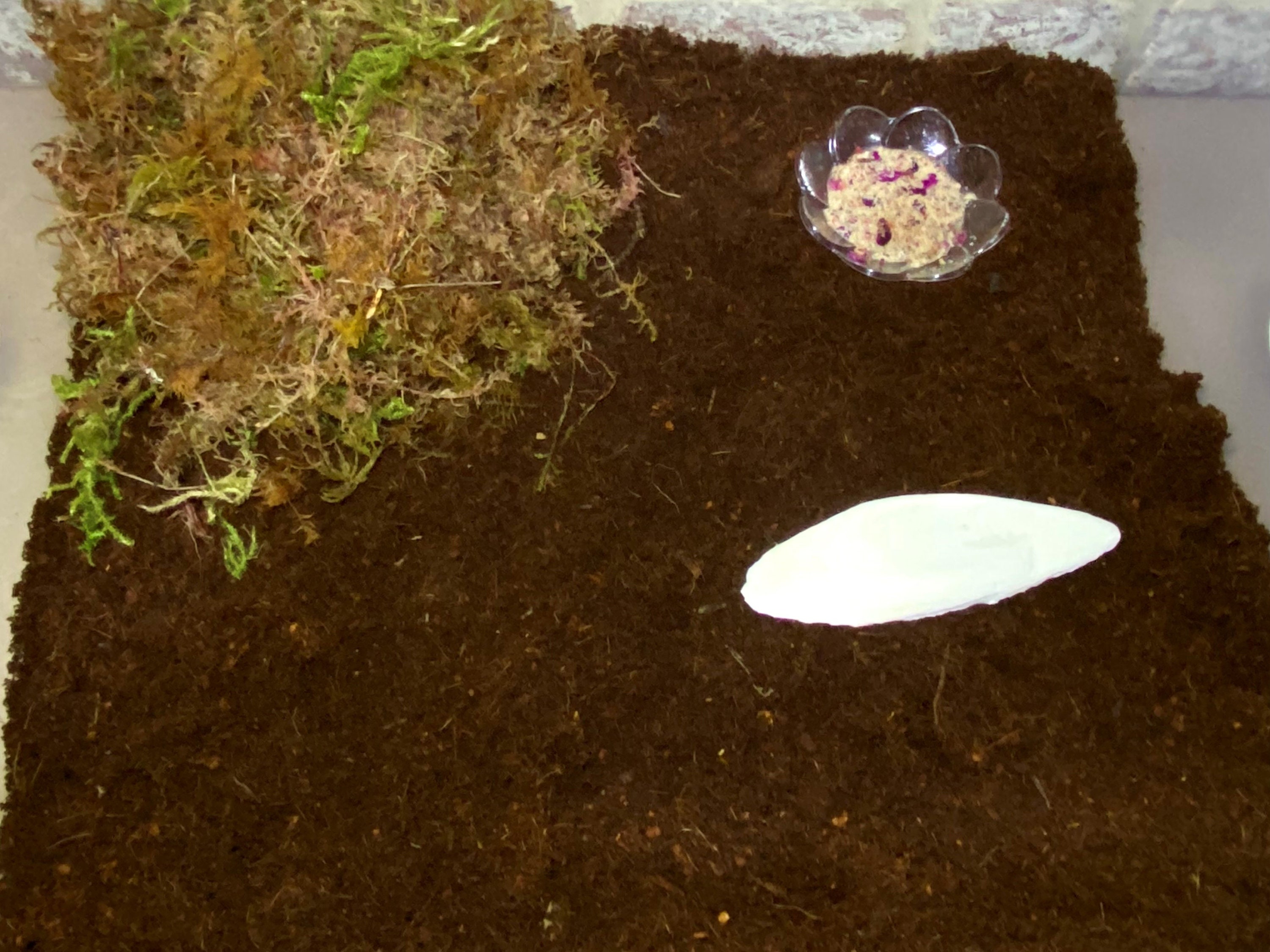 33.5L Land Snail Tank Land Snail Set Up Basic Kit - Etsy UK