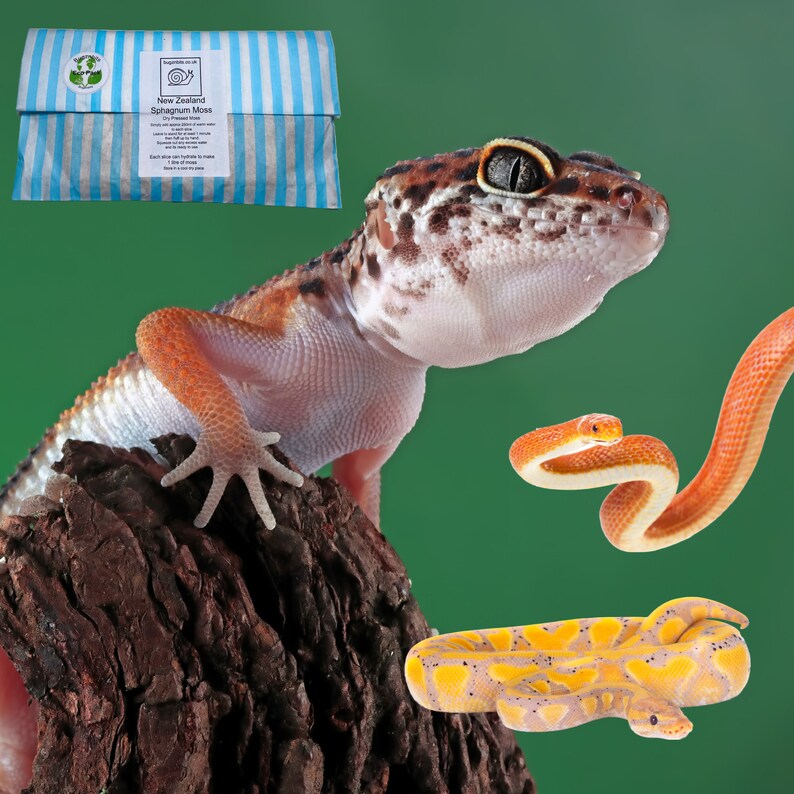 Hide and Shed Pack Great for Small Snakes and Lizards Like - Etsy UK