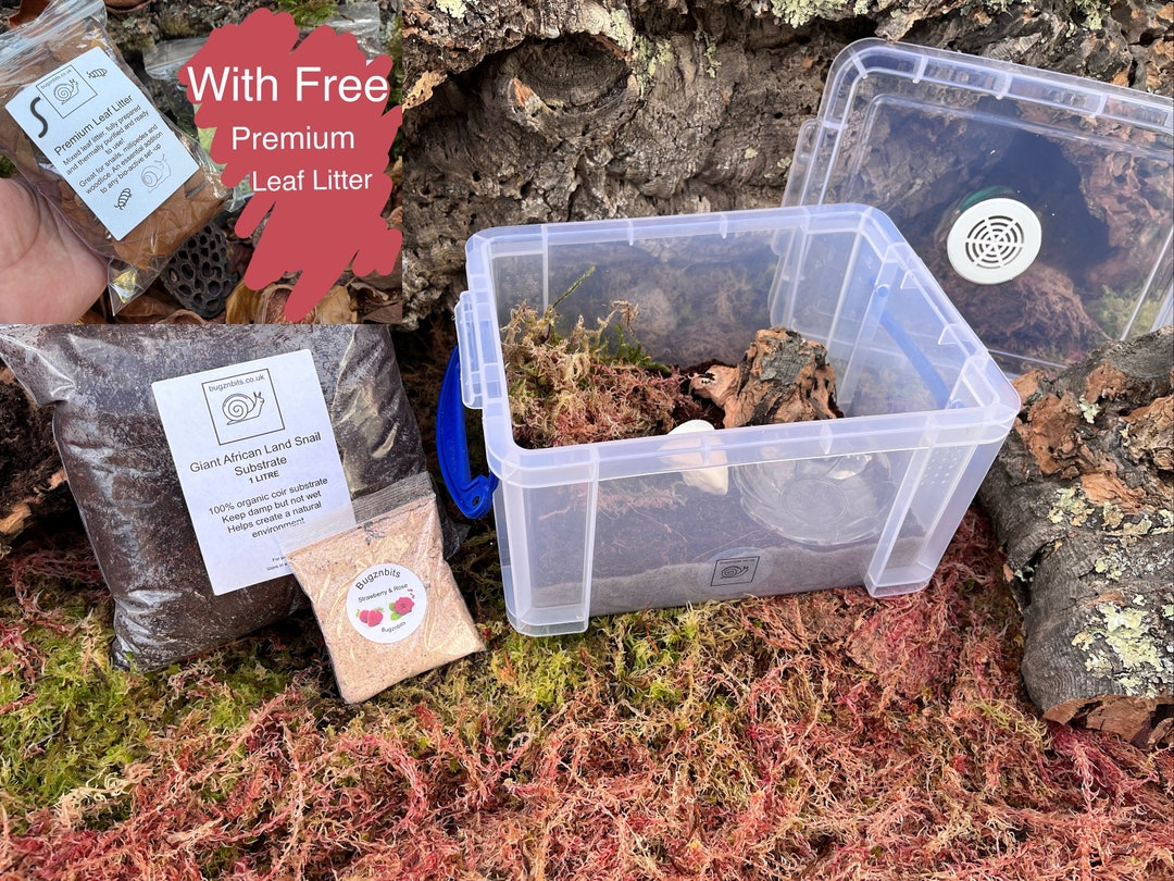 Giant African Land Snail, First Kit, Great Rearing Set-up, 31 RUB, Free ...