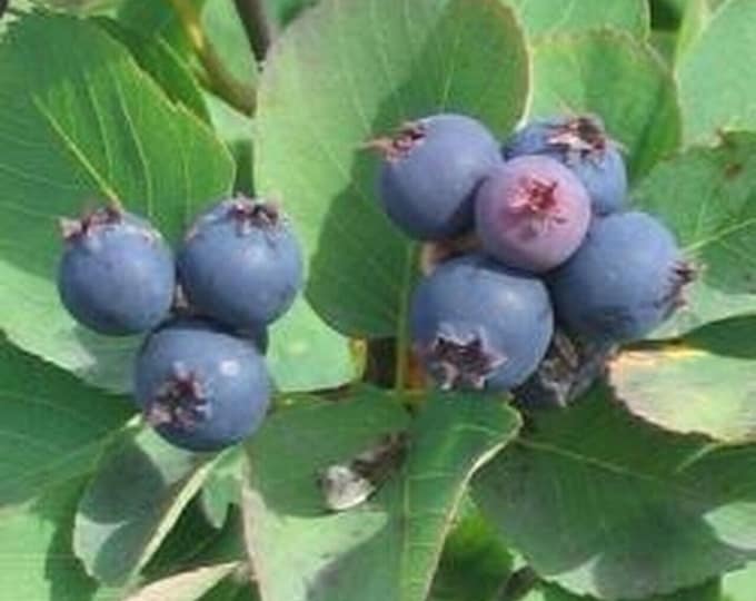 1 Saskatoon Edible Serviceberry Plant. Amelanchier Alnifolia Zones 4-7 ...
