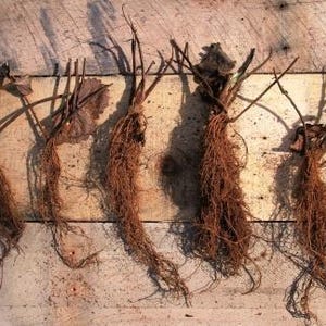 5 Surecrop June Bearing Live Strawberry Roots. Zones 5-8. - Etsy