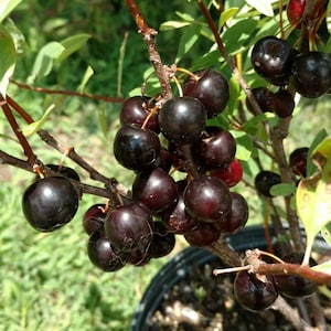 1 Hansens Bush Cherry, Rooted Plant. Zones 2-8 Self-pollinating, Prunus ...