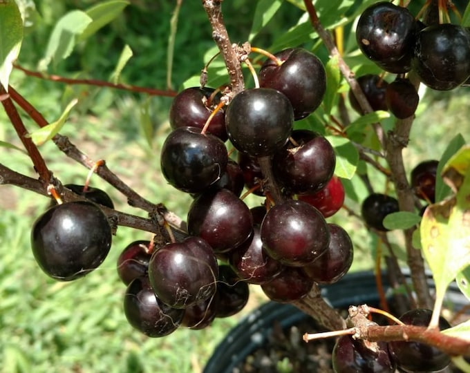 5 Hansens Bush Cherry, Rooted Plant's. Zones 2-8 Self-pollinating ...