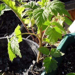 1 Early Crop Ever Bearing Mammoth Red Raspberry.live Rooted.zone 3-8 ...