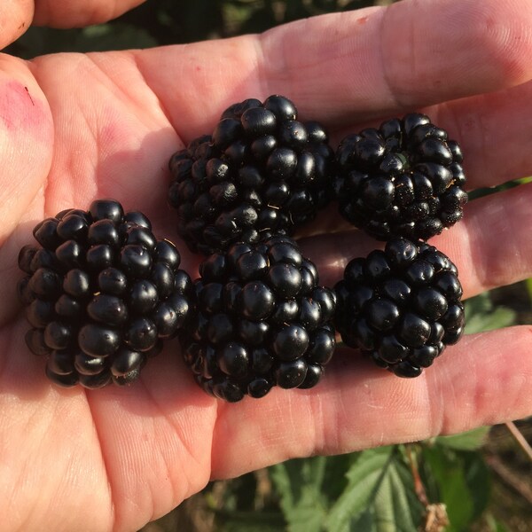 Thornless Blackberry Seeds - Etsy