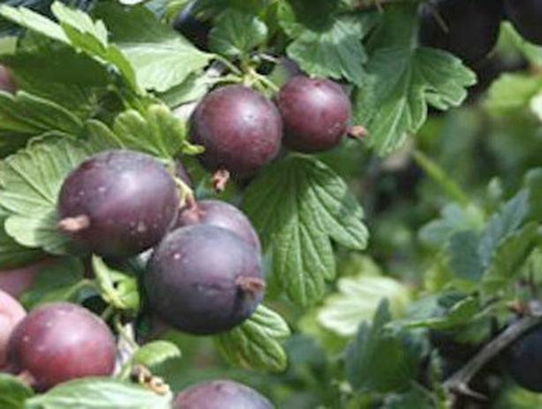1 Black Velvet Gooseberry Worcesterberry Cross Live Plant, Zones 4-7 ...