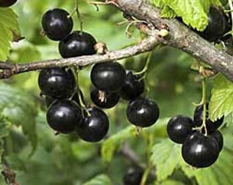 1 Starter Plant of Perennial Black Currant Consort - Etsy