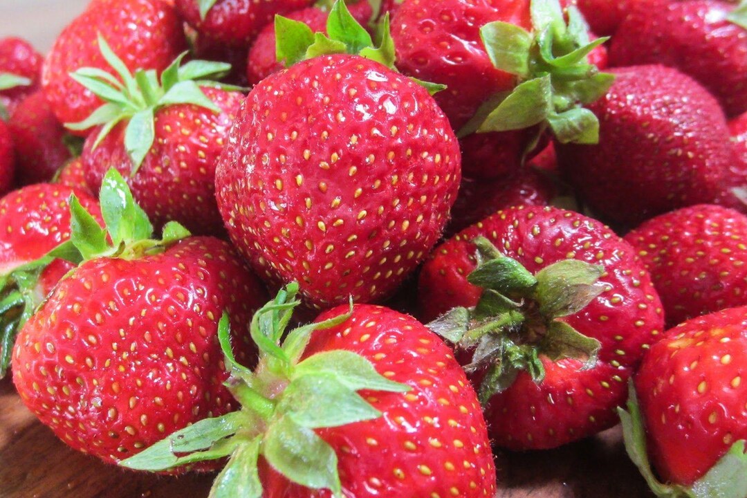 5 Surecrop June Bearing Live Strawberry Roots. Zones 5-8. - Etsy