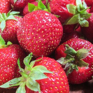 5 Surecrop June Bearing Live Strawberry Roots. Zones 5-8. - Etsy