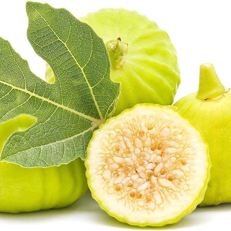Smith Fig Tree - Etsy