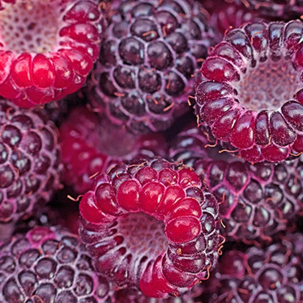 Purple Raspberry - Etsy