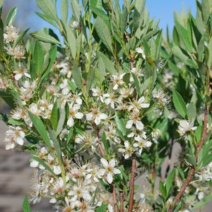 1 Hansens Bush Cherry, Rooted Plant. Zones 2-8 Self-pollinating, Prunus ...