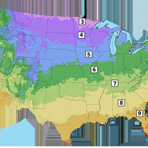 1 Fall Gold Raspberry Rooted Plant. Zones 3-8. Gold Colored Raspberry ...