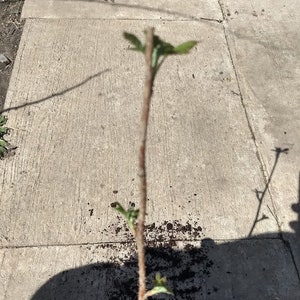 1 Fall Gold Raspberry Rooted Plant. Zones 3-8. Gold Colored Raspberry ...