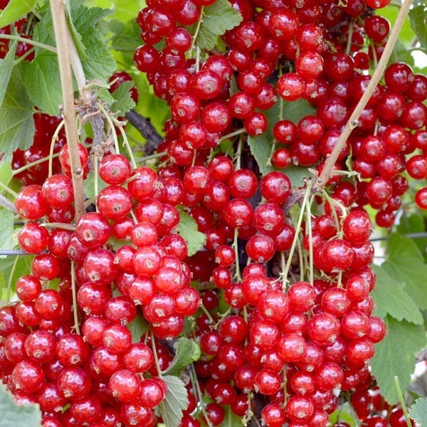 Red Currant Plant - Etsy