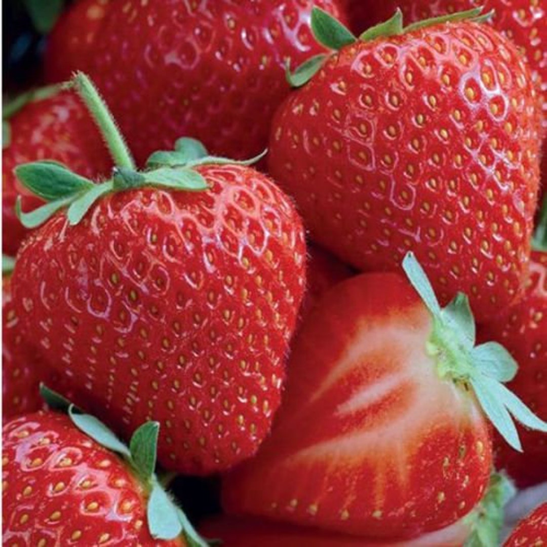 5 Allstar #1 Strawberry Living Plants Zones 4-8. Midseason. - Etsy