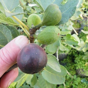 1 DORMANT LSU Purple Fig Zones 7-10. Perfect as Potted Plant. Self ...