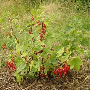 1 Perfection Red Currant Plant, Zones 3-7 - Etsy
