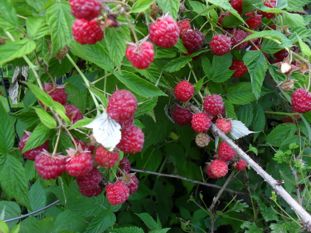 1 Early Crop Ever Bearing Mammoth Red Raspberry.live Rooted.zone 3-8 ...