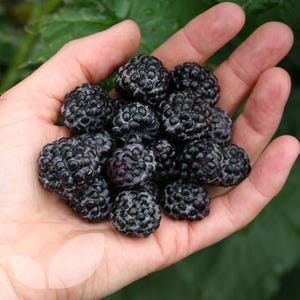 1 Jewel Black Raspberry Plant. Midseason. Zones 4-8. Live Rooted ...