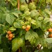 1 Fall Gold Raspberry Rooted Plant. Zones 3-8. Gold Colored - Etsy