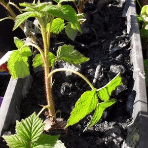 1 Early Crop Ever Bearing Mammoth Red Raspberry.live Rooted.zone 3-8 ...