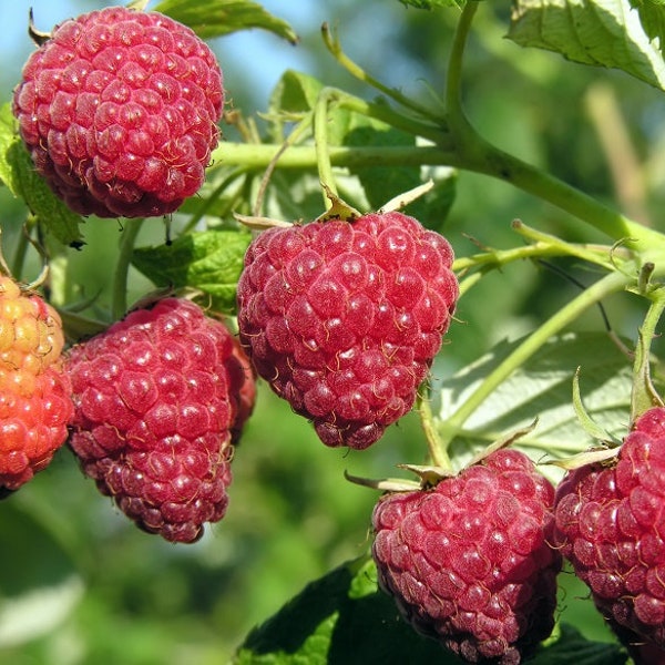 PlantsruleShop - Etsy