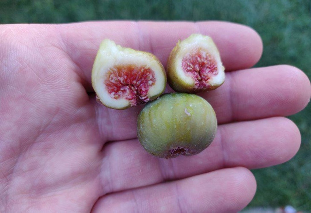 1 Dwarf Fig Little Ruby™. Zones 7-11. Perfect as Potted Plant. Self ...