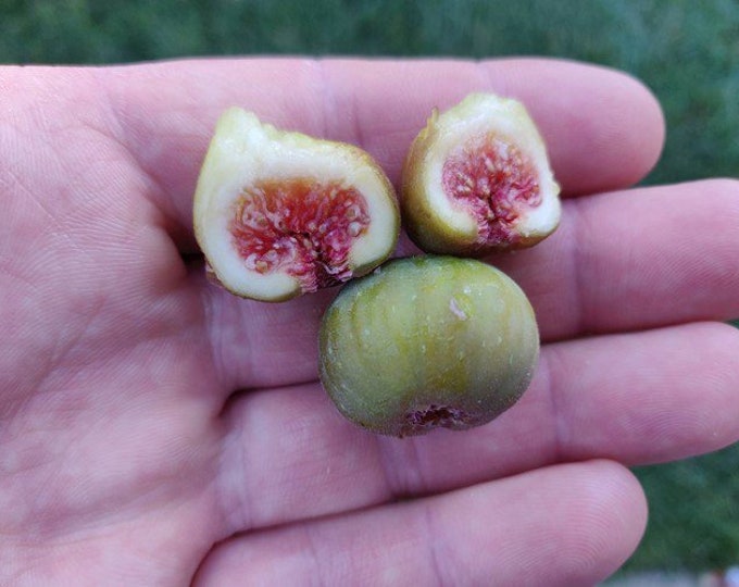1 Dwarf Fig Little Ruby™. Zones 7-11. Perfect as Potted Plant. Self ...