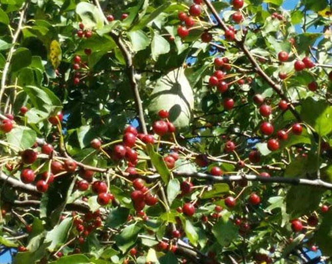 Crabapple Tree Sapling, Carbapple Tree, Apple Tree, Tree Sapling, Live ...