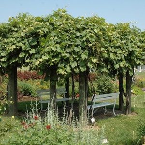 1 Fredonia Black/blue Grape Living Plant. Live Rooted Starter Plant ...