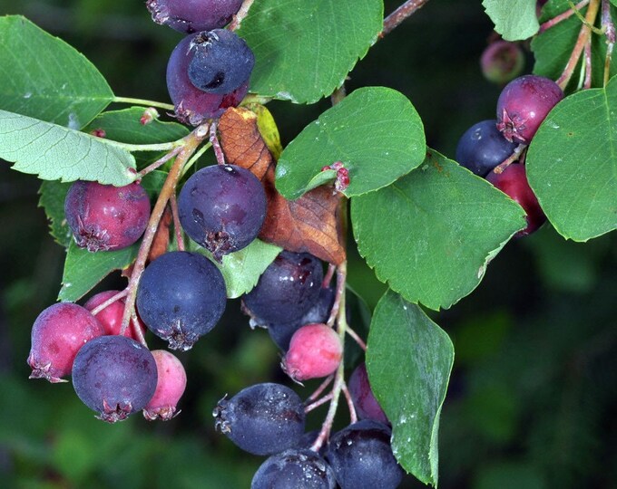 5 Saskatoon Edible Serviceberry Plants. Amelanchier Alnifolia Zones 4-7 ...