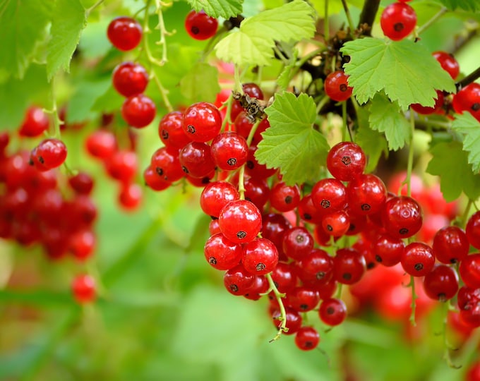 1 Perfection Red Currant Plant, Zones 3-7 - Etsy
